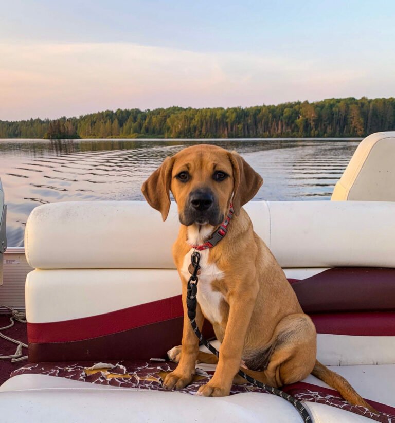 Essential Accessories for a Happy and Healthy Lake Dog • Up North Action