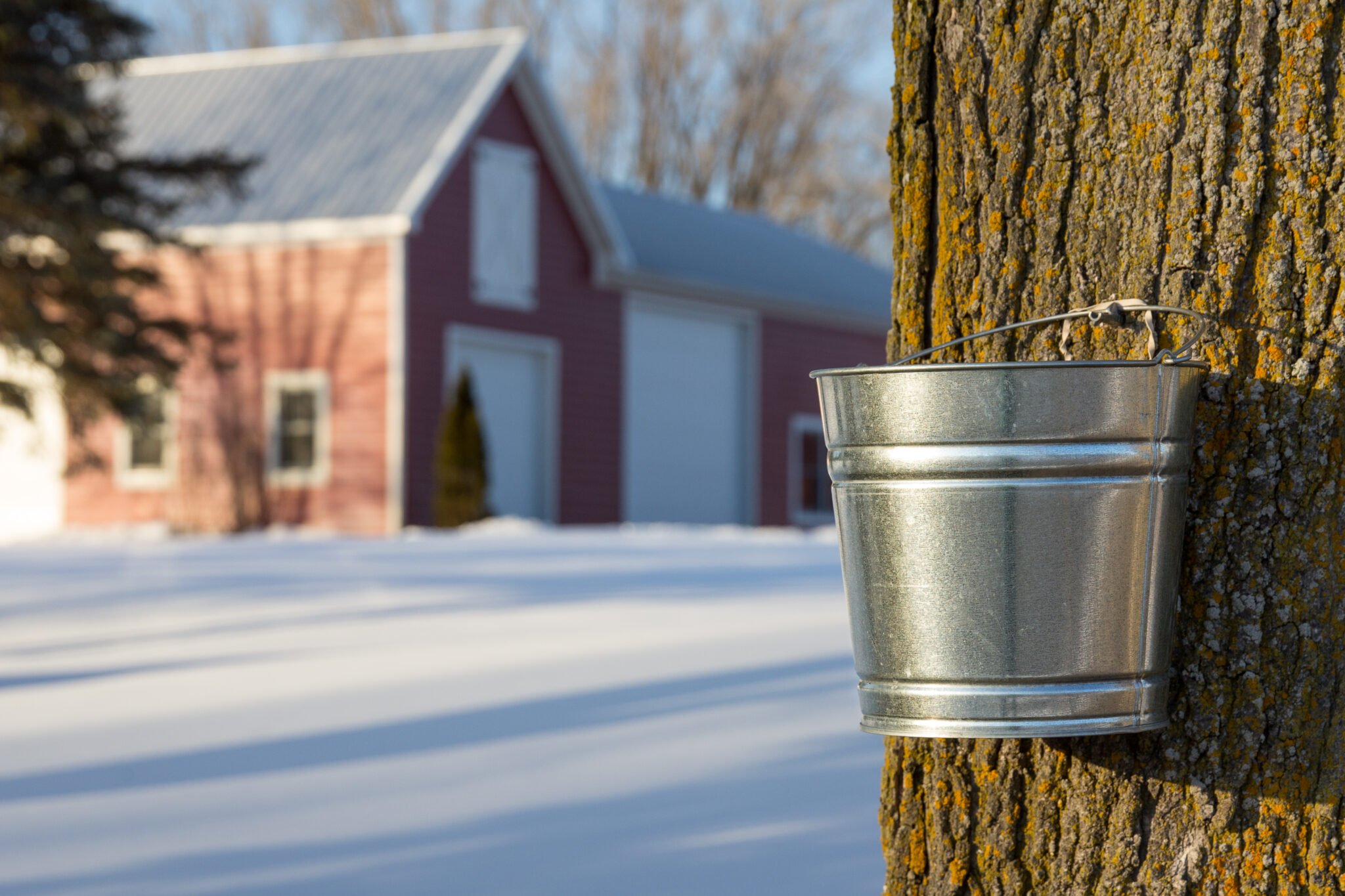 The Sweetest Time of the Year at Northern Wisconsin’s Maple Farms • Up ...